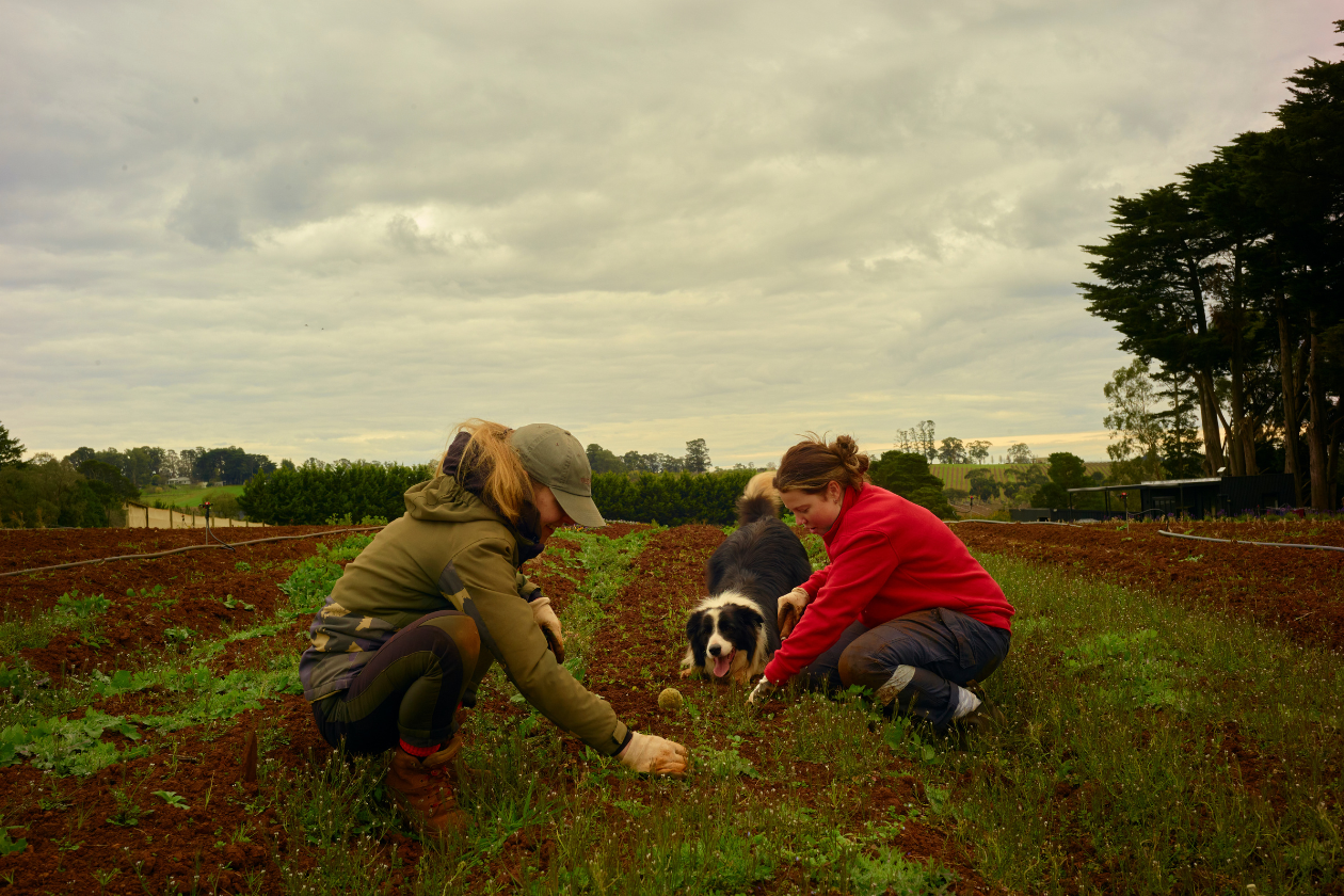 Unique foraged native ingredients | Spurrell Foraging | Ordermentum ...