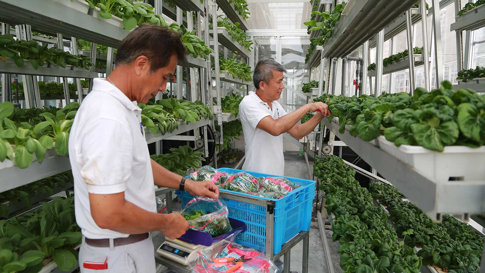 Are Vertical Farms the Way of the Future? | Ordermentum